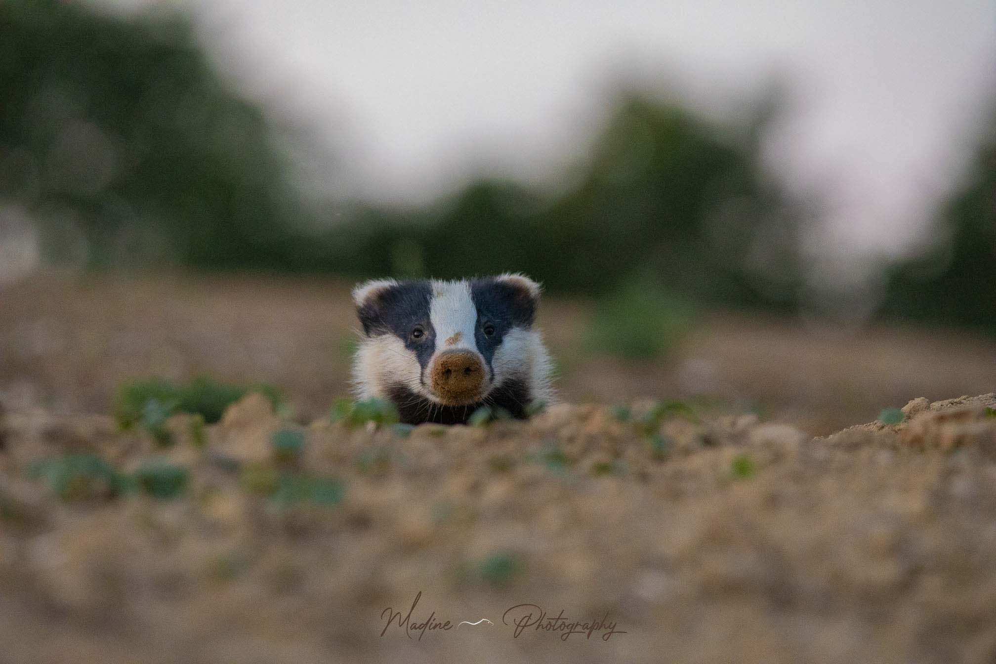 Le blaireau, un animal si méconnu ⋆ Savoir Animal