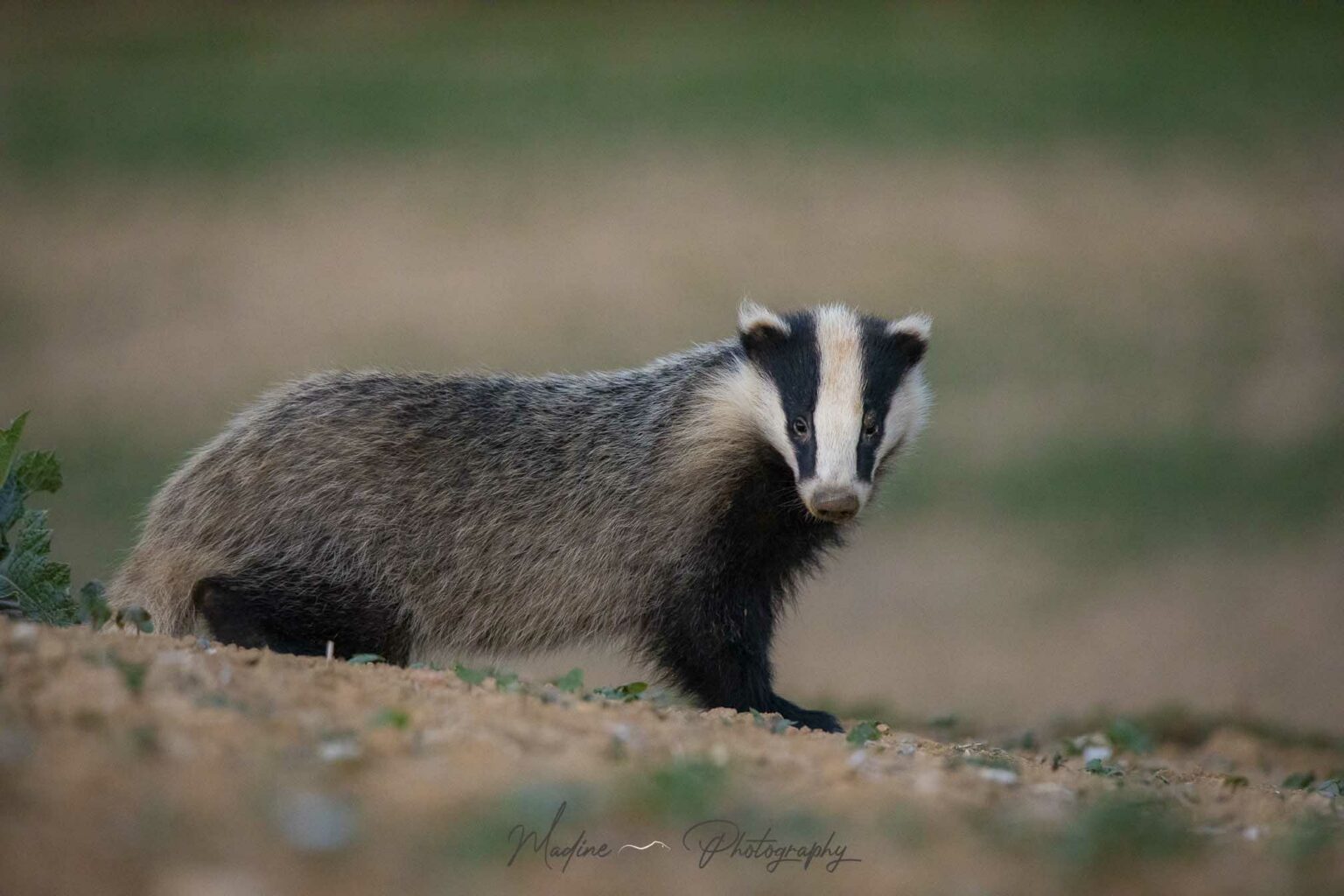 Le blaireau, un animal si méconnu ⋆ Savoir Animal