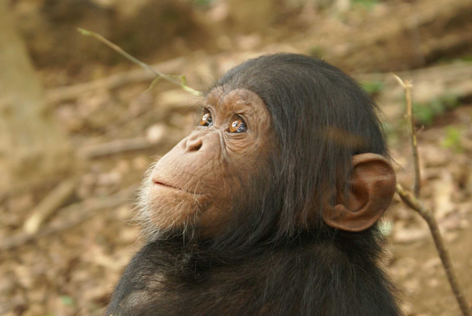 Sommes-nous capables de sauver nos plus proches cousins ? ⋆ Savoir Animal