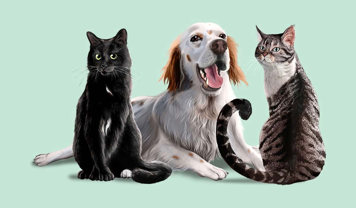 Adoptify : générosité et transparence au service des animaux ⋆ Savoir ...