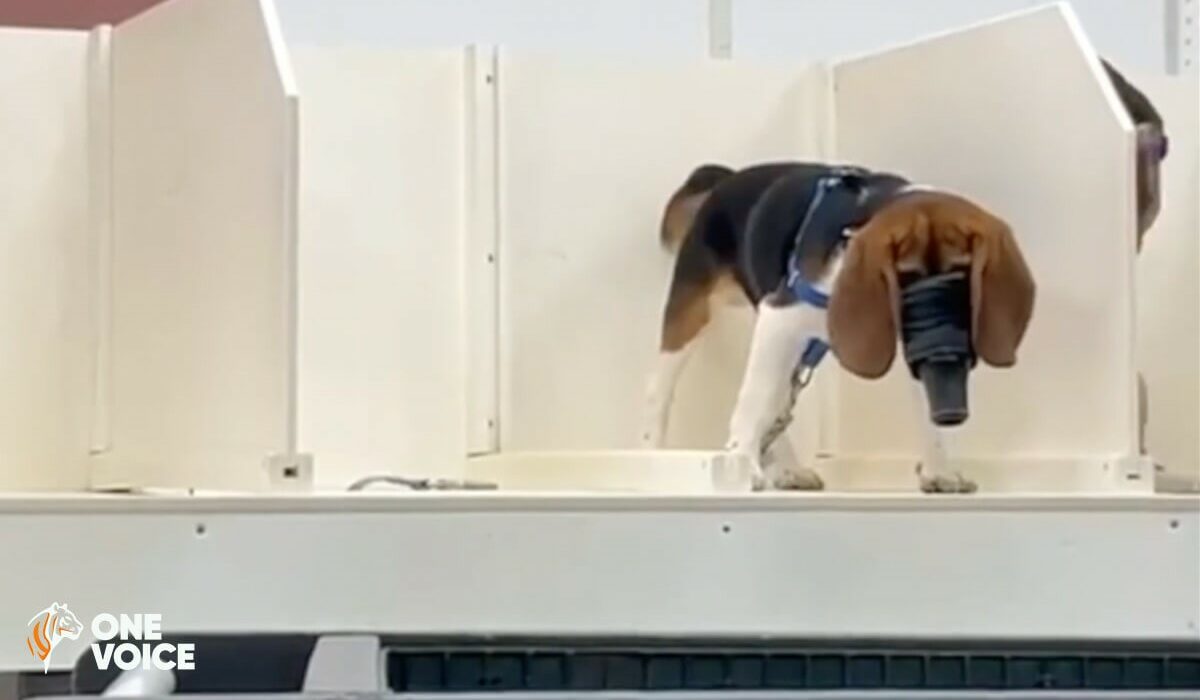 Nos compagnons à l’agonie, focus sur le sort des chiens dans les ...