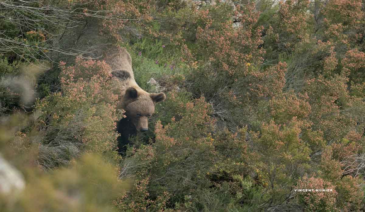Voyages au pays des ours des montagnes Pyrénées ⋆ Savoir Animal