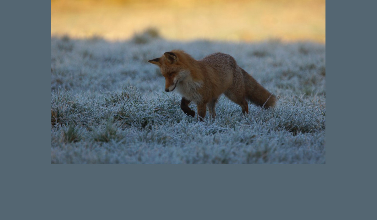 Mon ami Goupil ⋆ Savoir Animal