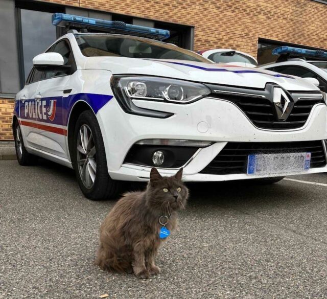 Pirate, le chat policier ⋆ Savoir Animal