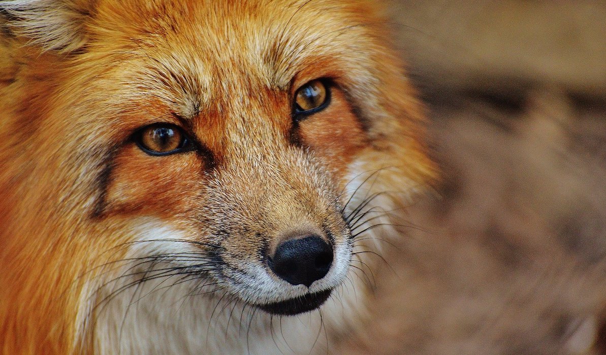La fin des ventes de fourrures animales en Israël ⋆ Savoir Animal