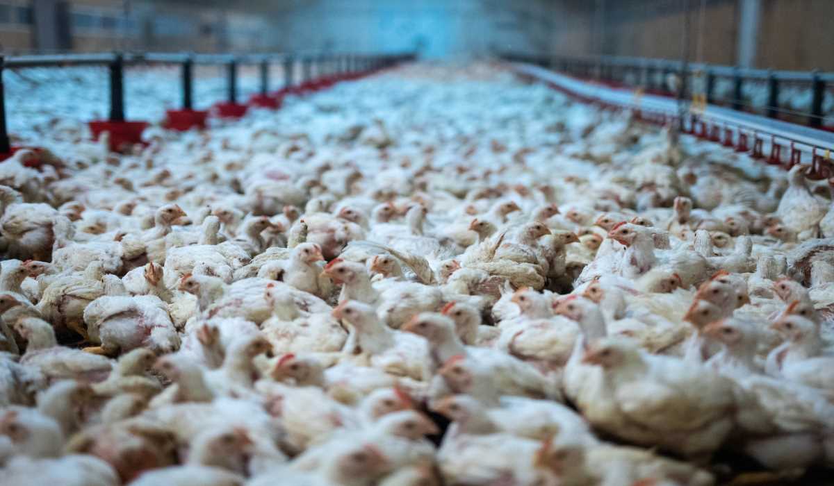 5 enquêtes sur l’élevage intensif et la pêche industrielle ⋆ Savoir Animal