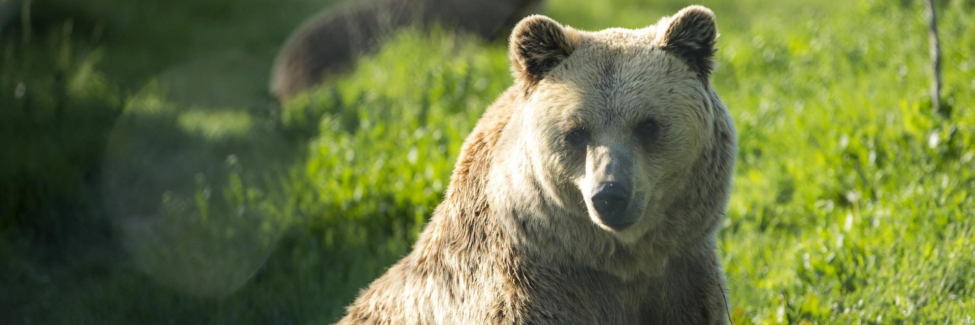 QUATRE PATTES - Révéler, Secourir et Protéger ⋆ Savoir Animal