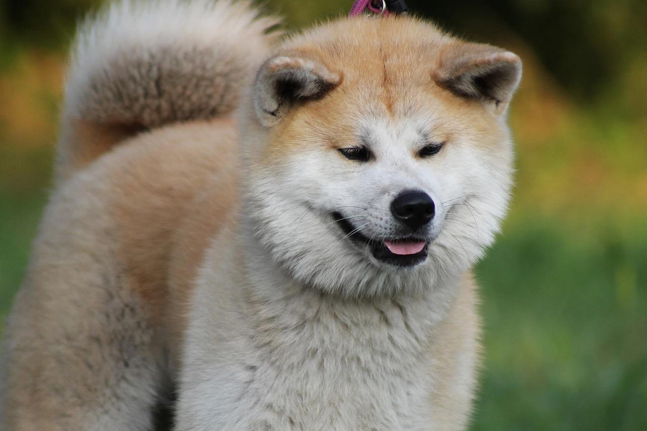 Hachiko, chien fidèle ⋆ Savoir Animal