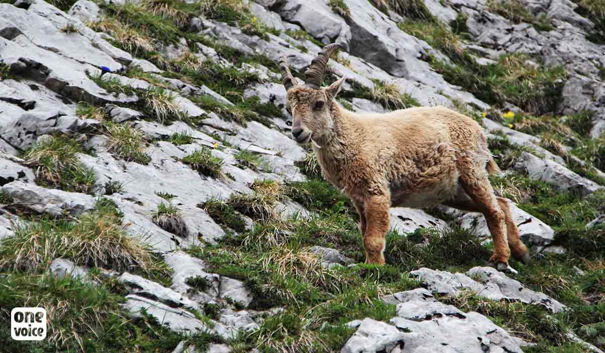 Nous volons à nouveau au secours des bouquetins du Bargy ⋆ Savoir Animal