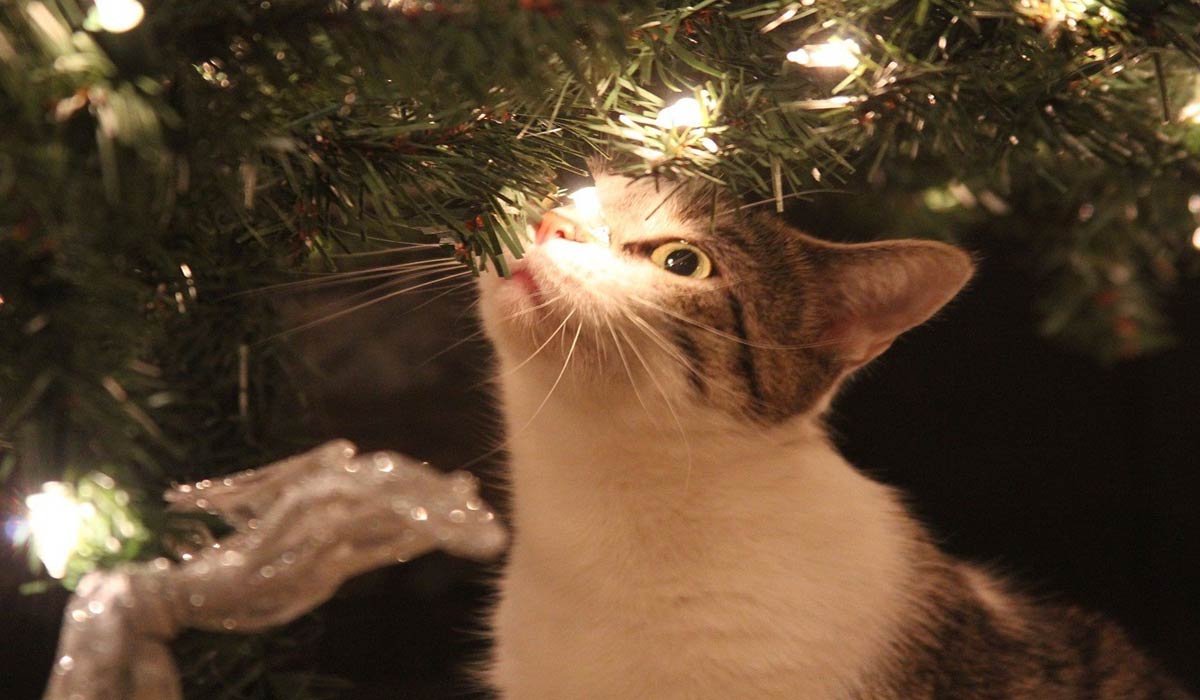 Un cadeau de rêve : un animal ? Finalement pourquoi pas ! ⋆ Savoir Animal