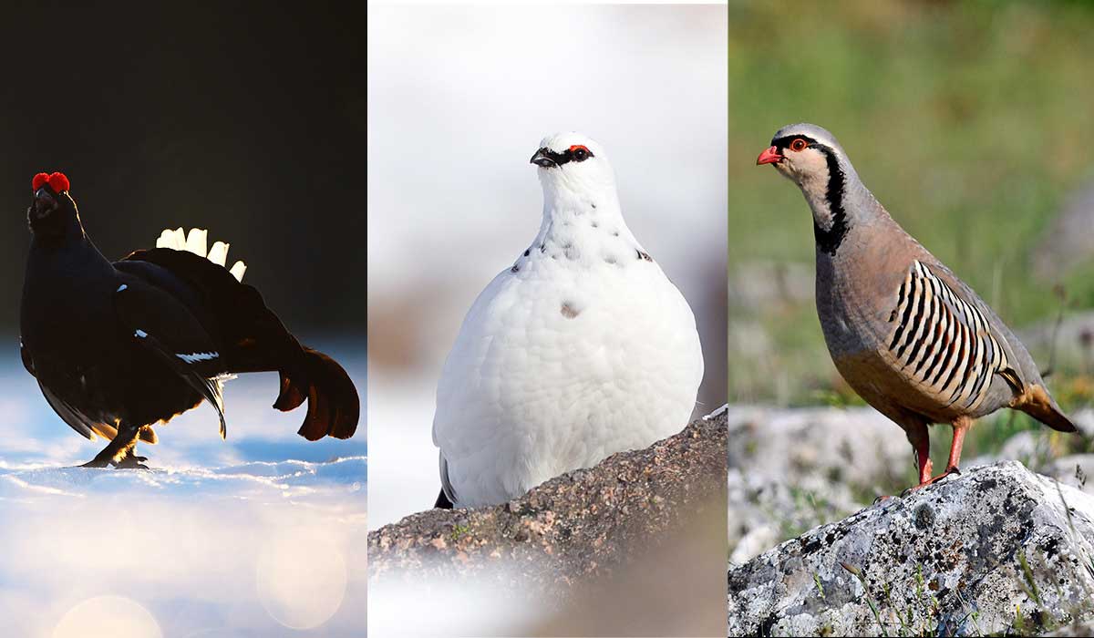Chasse / galliformes de montagne: One Voice au tribunal administratif ...