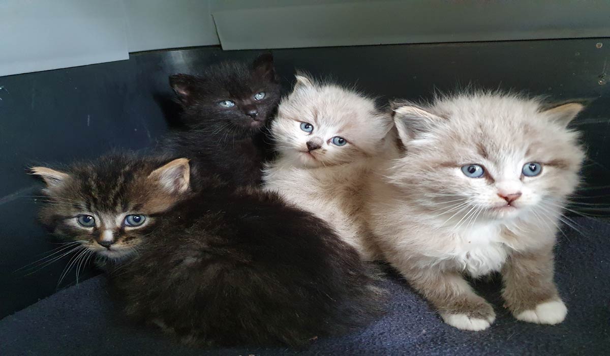 « Dicky, Meow, Max et les autres ». Un ouvrage au profit des animaux ⋆ ...