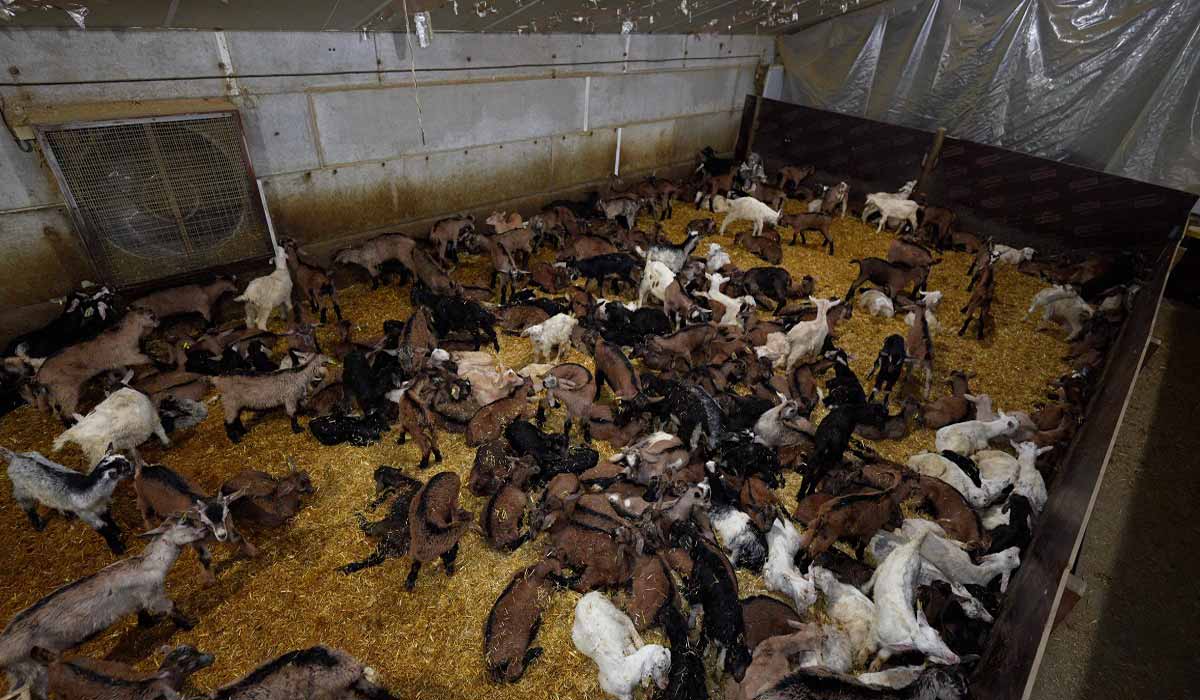 Saône-et-Loire : des chevreaux à l'agonie dans un élevage LDC ⋆ Savoir ...