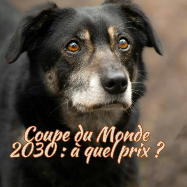 Affaire Riya : une chienne retrouvée vivante à la poubelle. Sa sauveuse ...