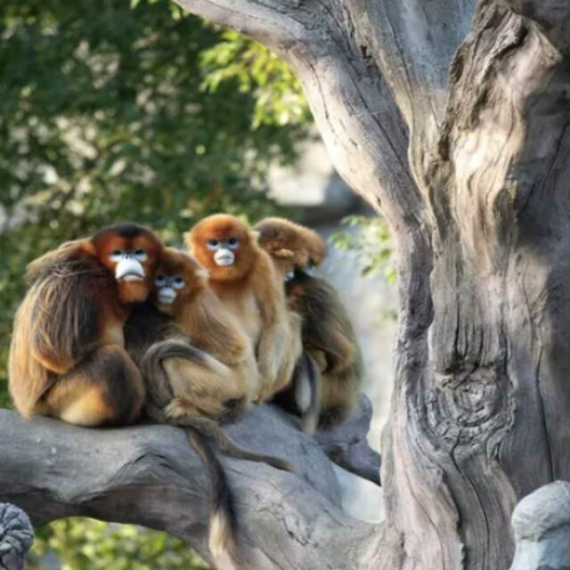 Cirque itinérant : la cour d'appel d'Amiens confirme et durcit la ...