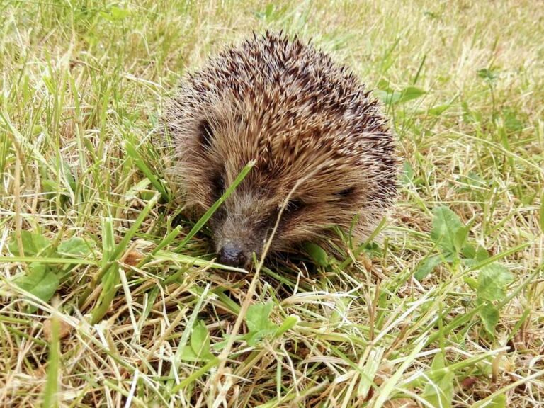 Comportement alimentaire du Hérisson ⋆ Savoir Animal