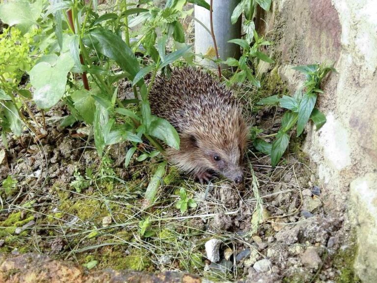 Comportement alimentaire du Hérisson ⋆ Savoir Animal