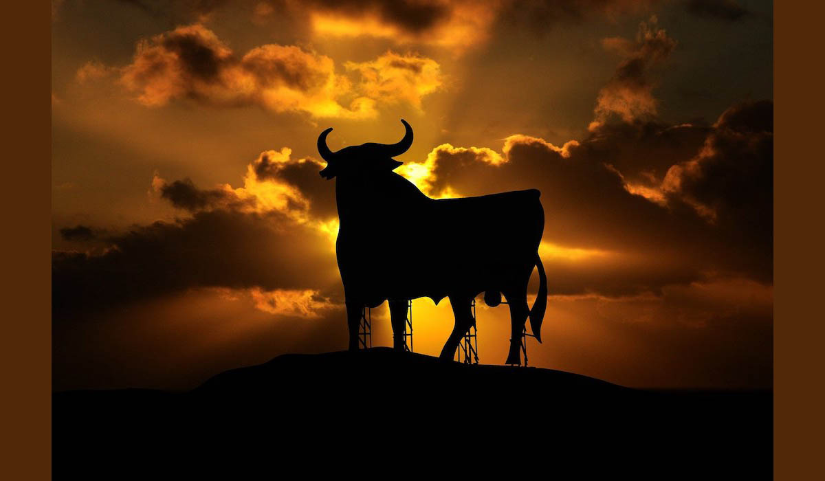 Le taureau : un animal domestique à protéger ! ⋆ Savoir Animal