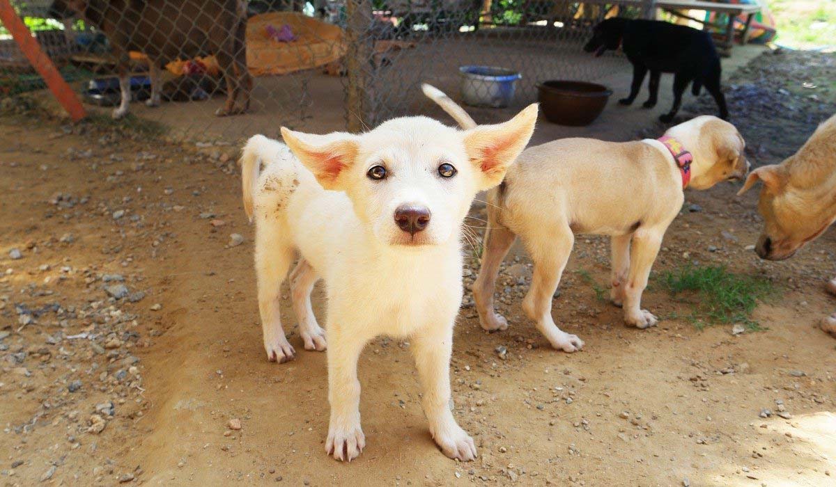 Stand Up For Tunisia Animals Voice ⋆ Savoir Animal