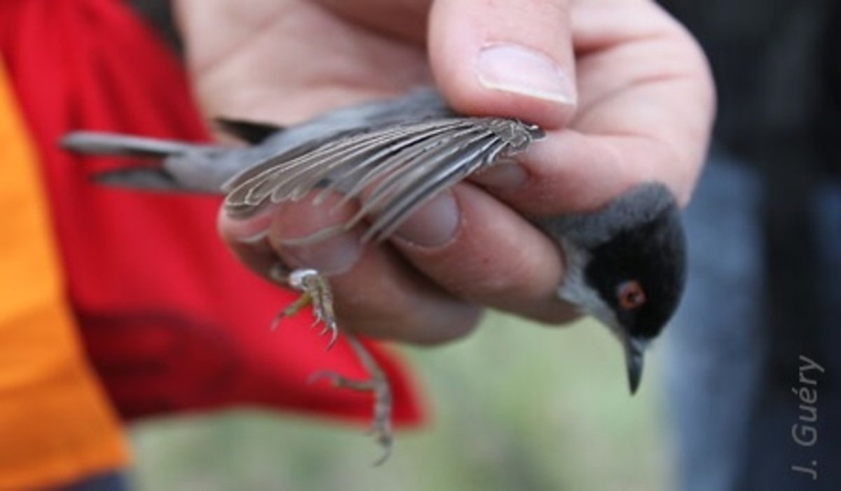 Faune et Savoir vous apprend les bons réflexes face à un oiseau qui ...