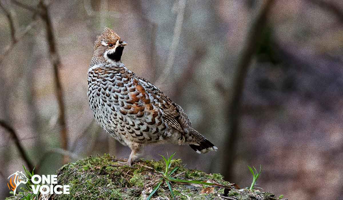 Galliformes de montagne : plus de mille oiseaux épargnés de la chasse ⋆ ...