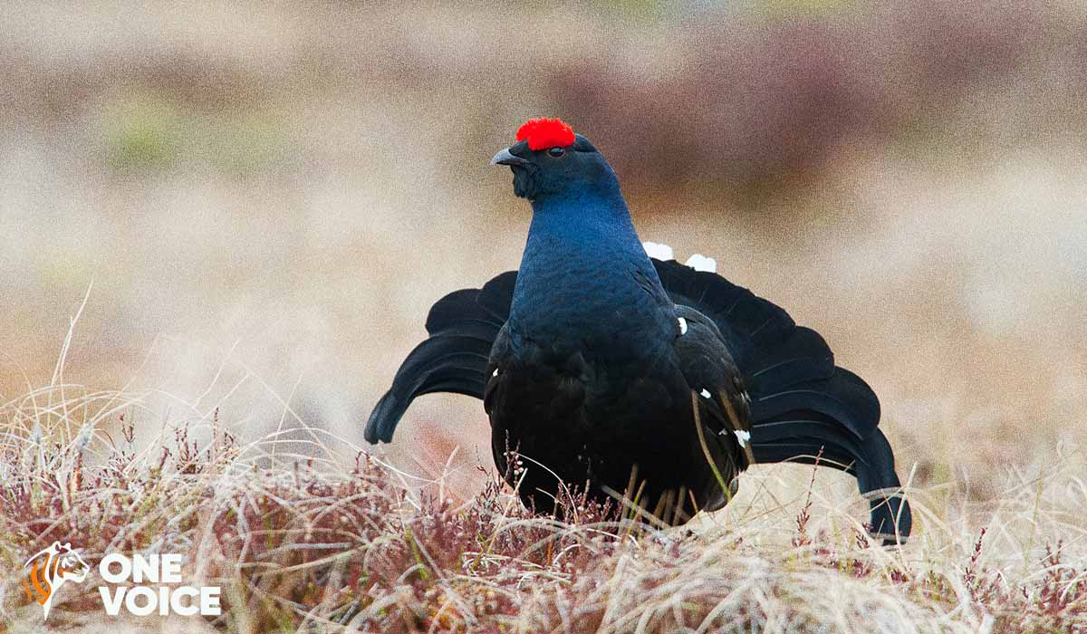 Victoire de One Voice pour les galliformes avec la suspension en ...