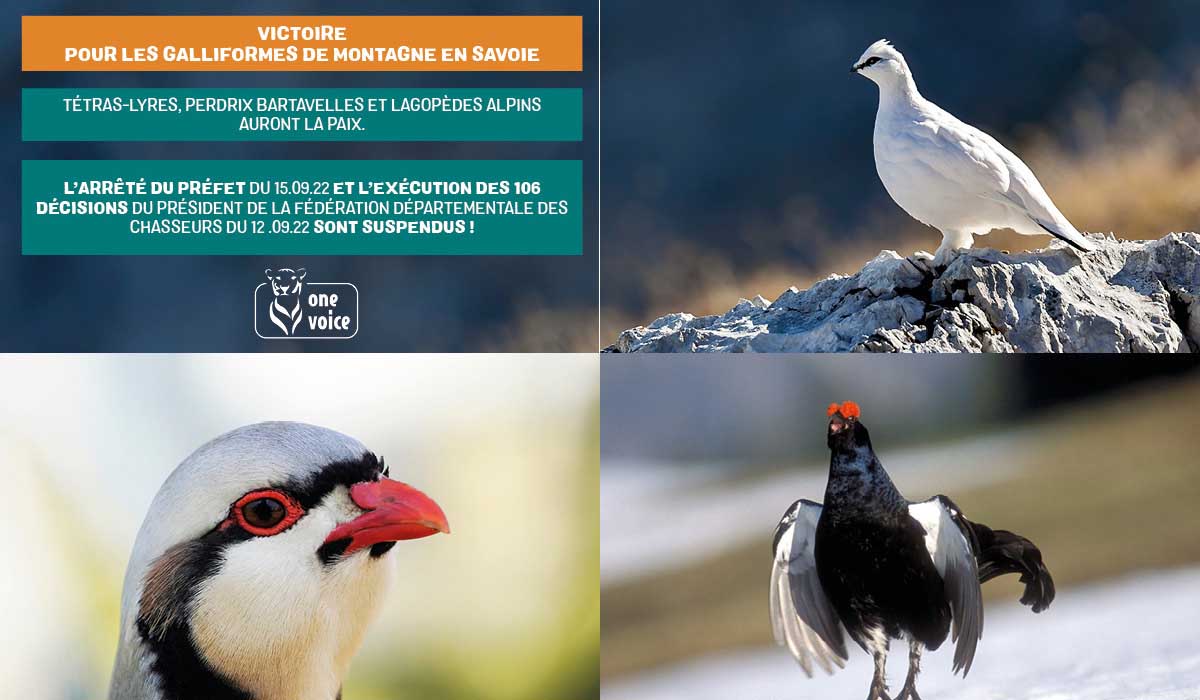 Victoire pour les galliformes de montagne, One Voice fait suspendre l ...