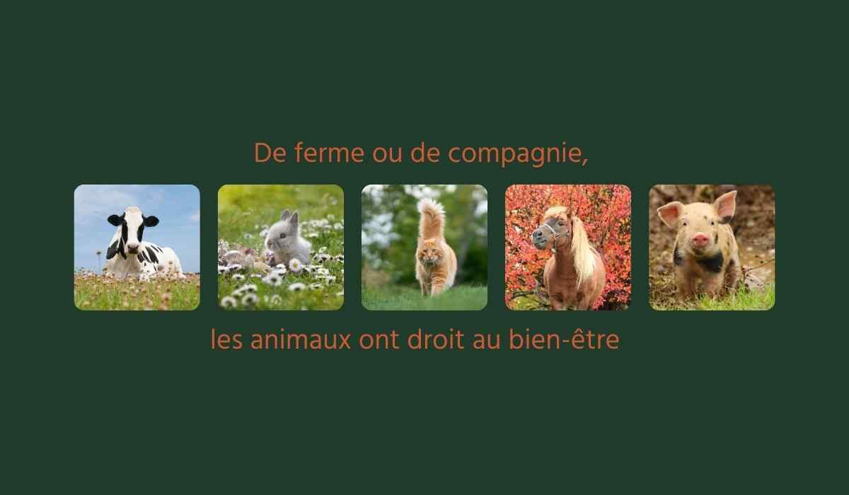 L'évolution du bien-être animal : des besoins fondamentaux à l ...