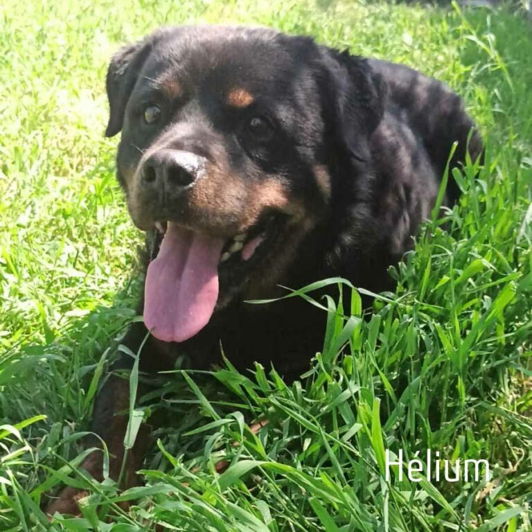 Sos Animaux Le Broc : c’est ici que commence leur seconde chance ⋆ ...