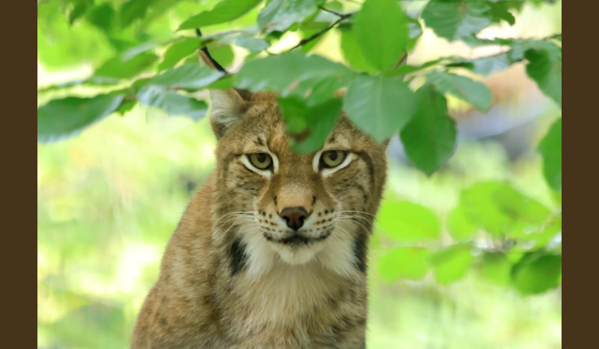 Portfolio d’un photographe naturaliste et animalier ⋆ Savoir Animal