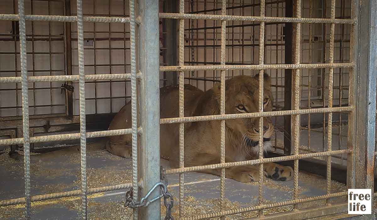 La dernière chance pour Lina ⋆ Savoir Animal