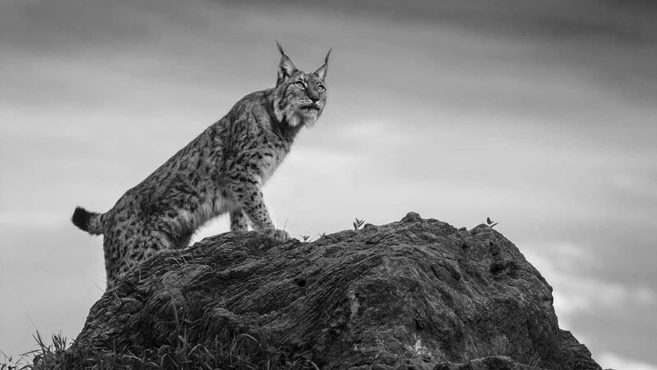 Célébrons le Lynx boréal le 11 juin ⋆ Savoir Animal