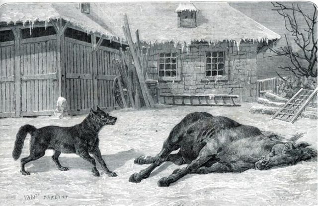 Ce que nous enseigne l’histoire du loup… ⋆ Savoir Animal