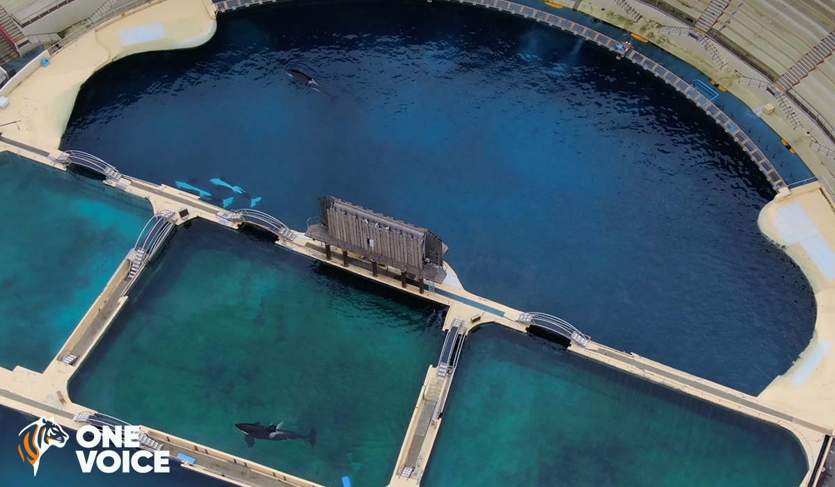 Orques & dauphins, Marineland d’Antibes : ni Japon, ni Dubaï, ni un ...