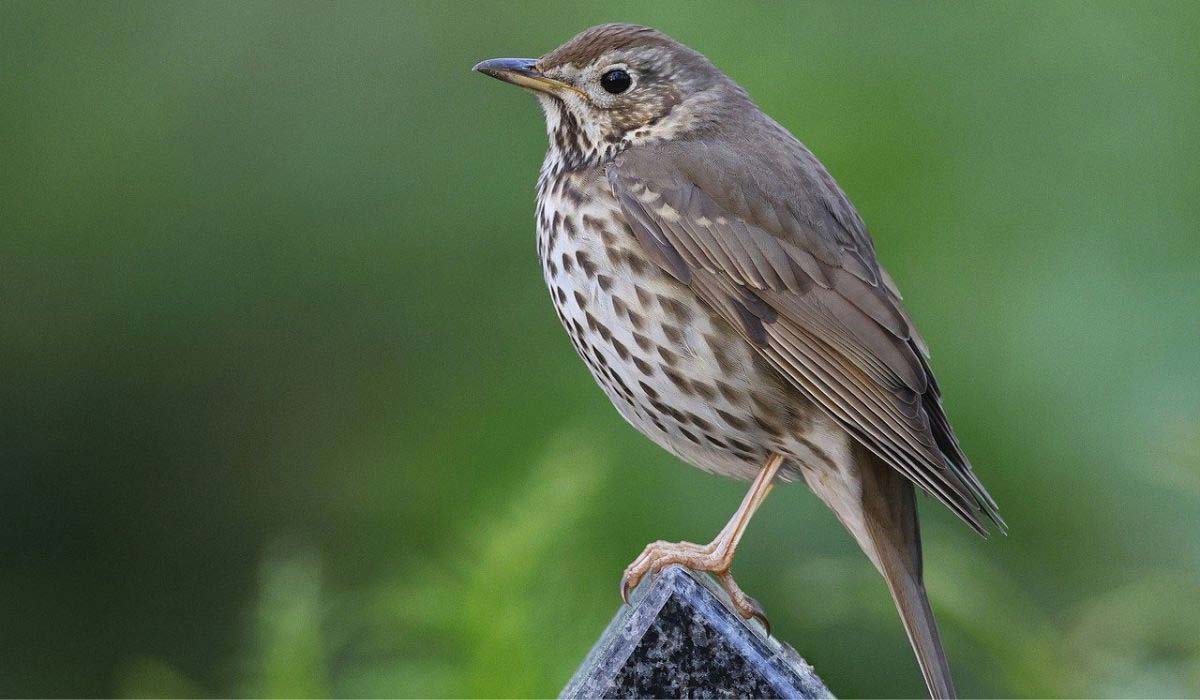 Les chasses traditionnelles de capture des oiseaux ⋆ Savoir Animal