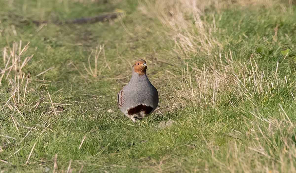 Chasse des perdrix grises : transformer l’essai dans les Pyrénées ...