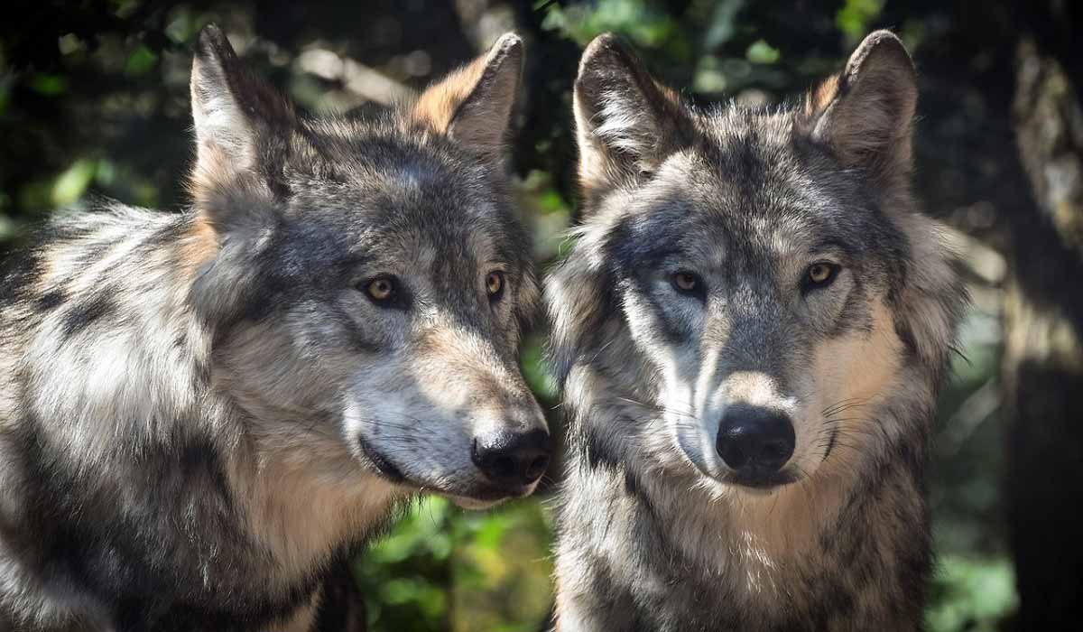 Plan loup : un échec programmé ⋆ Savoir Animal