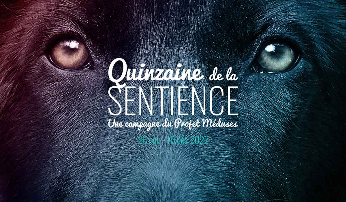 Le Projet Méduses lance la Quinzaine de la Sentience ⋆ Savoir Animal