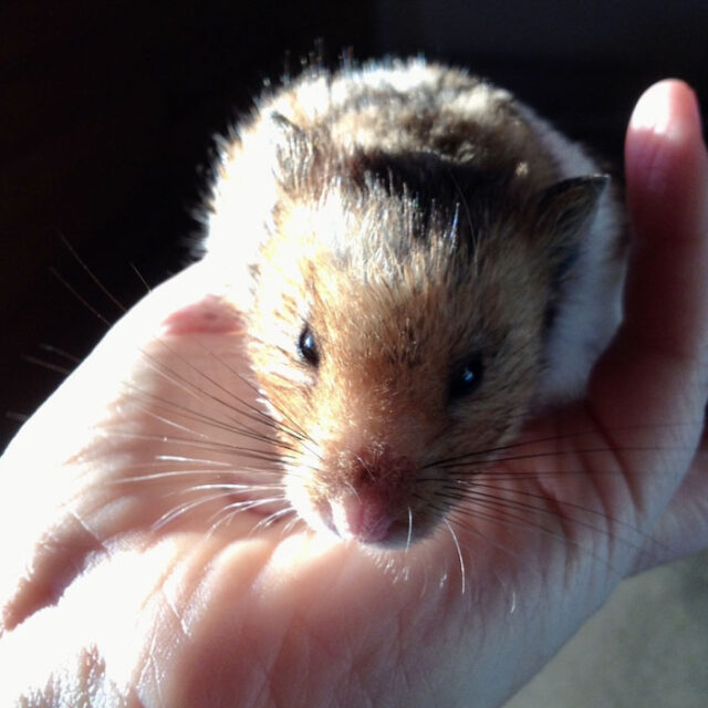 Le grand hamster d’Alsace, le hamster de la discorde ⋆ Savoir Animal