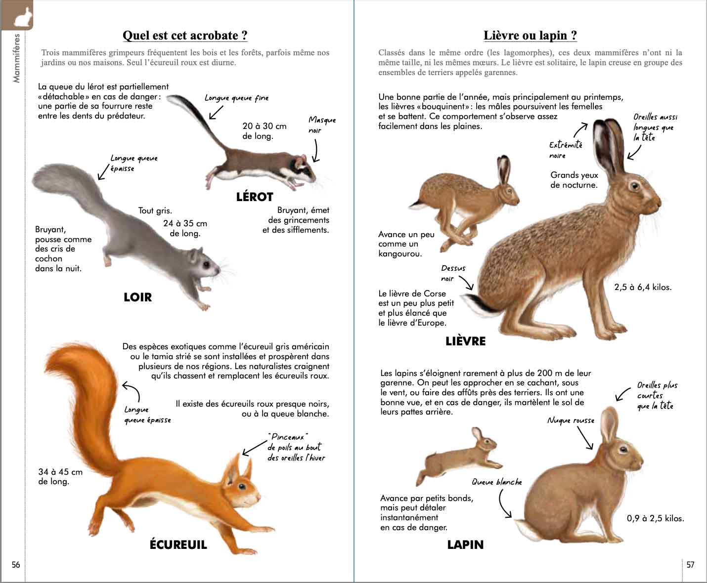Reconnaître facilement les animaux ⋆ Savoir Animal