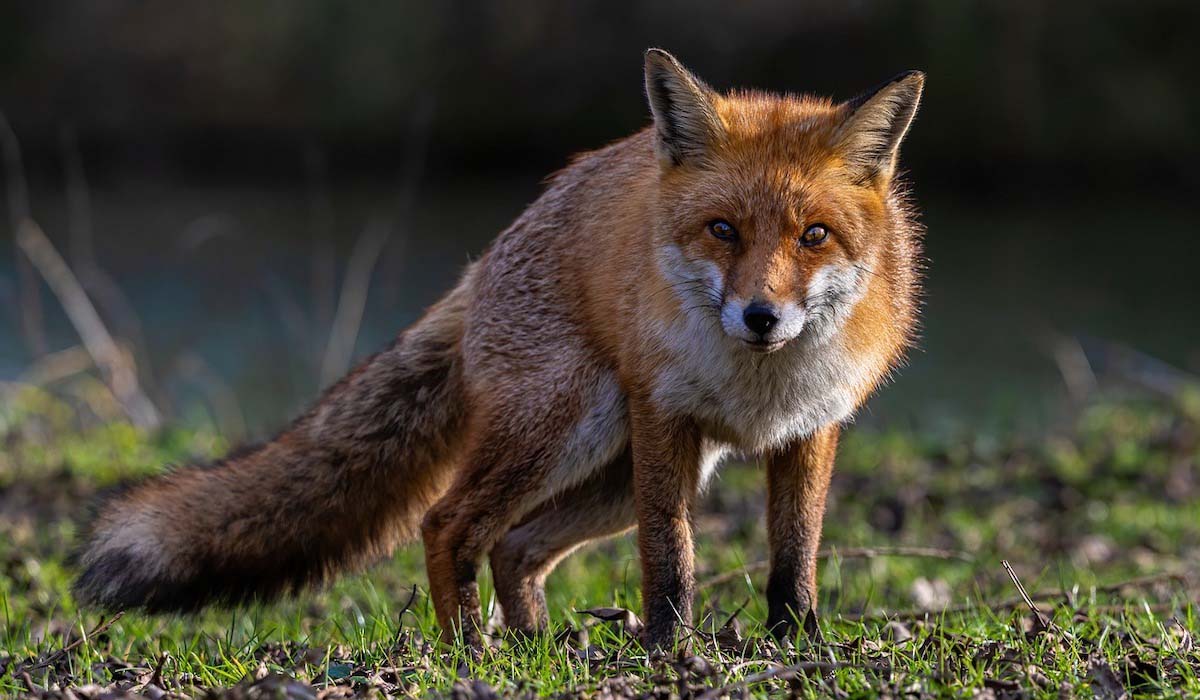 One Voice au secours des renards roux du 77. Audience au tribunal ...