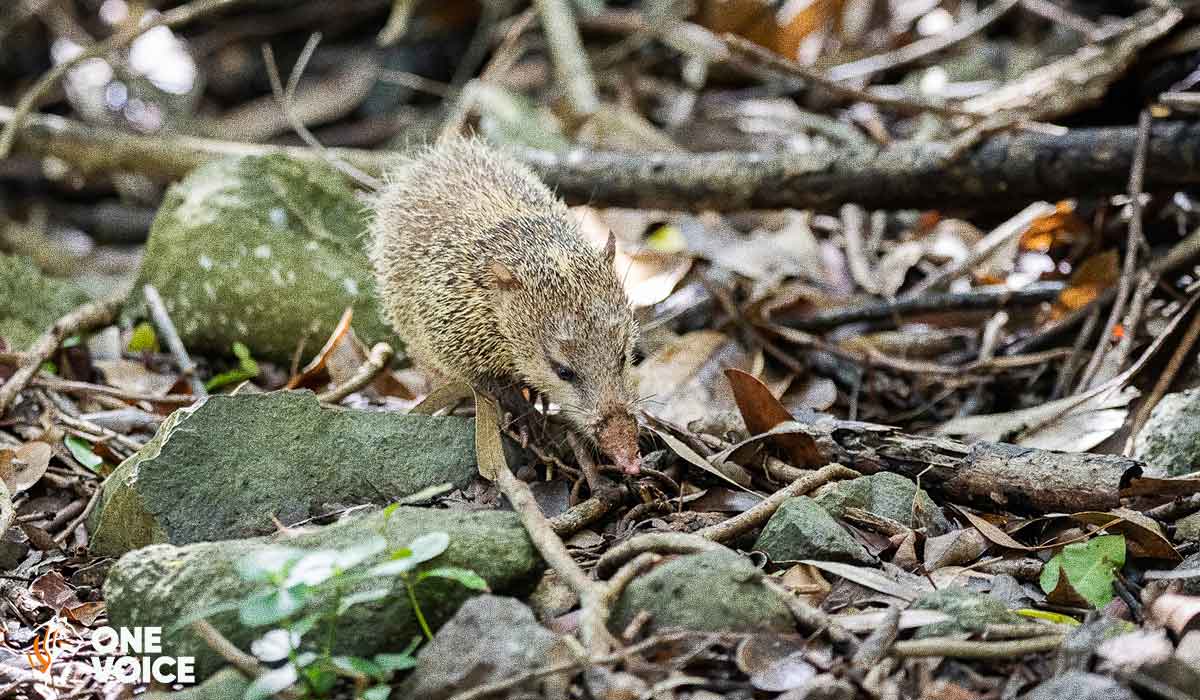 Face à l’acharnement contre les tangues, nouvelle audience à La Réunion ...