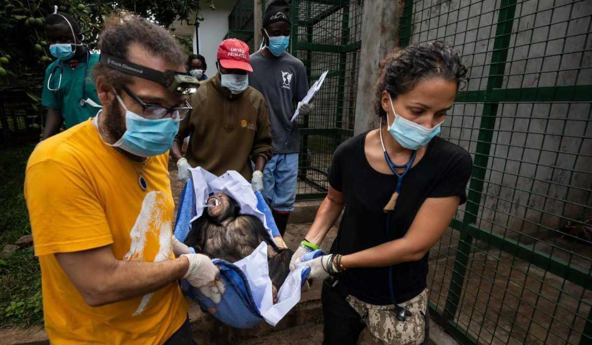 Formation en conservation des primates : le CRPL lance un programme en ...