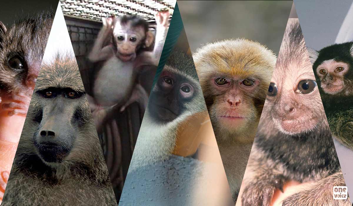 One Voice publie un nouveau rapport sur les primates dans l ...